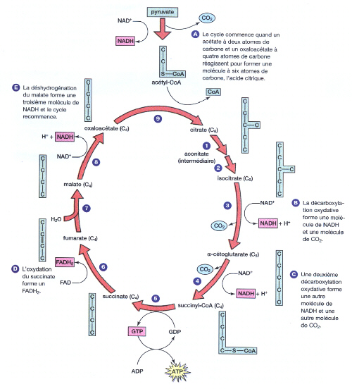 Biologie - PTA