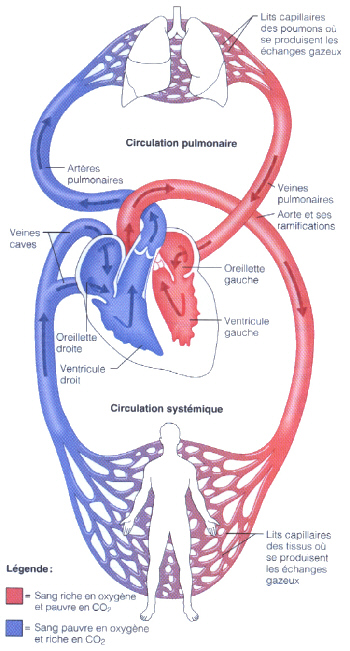 Biologie - PTA