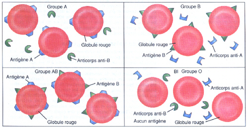 Biologie - PTA