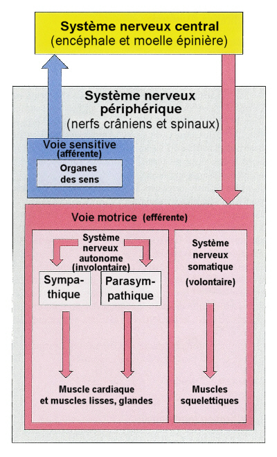Biologie - PTA